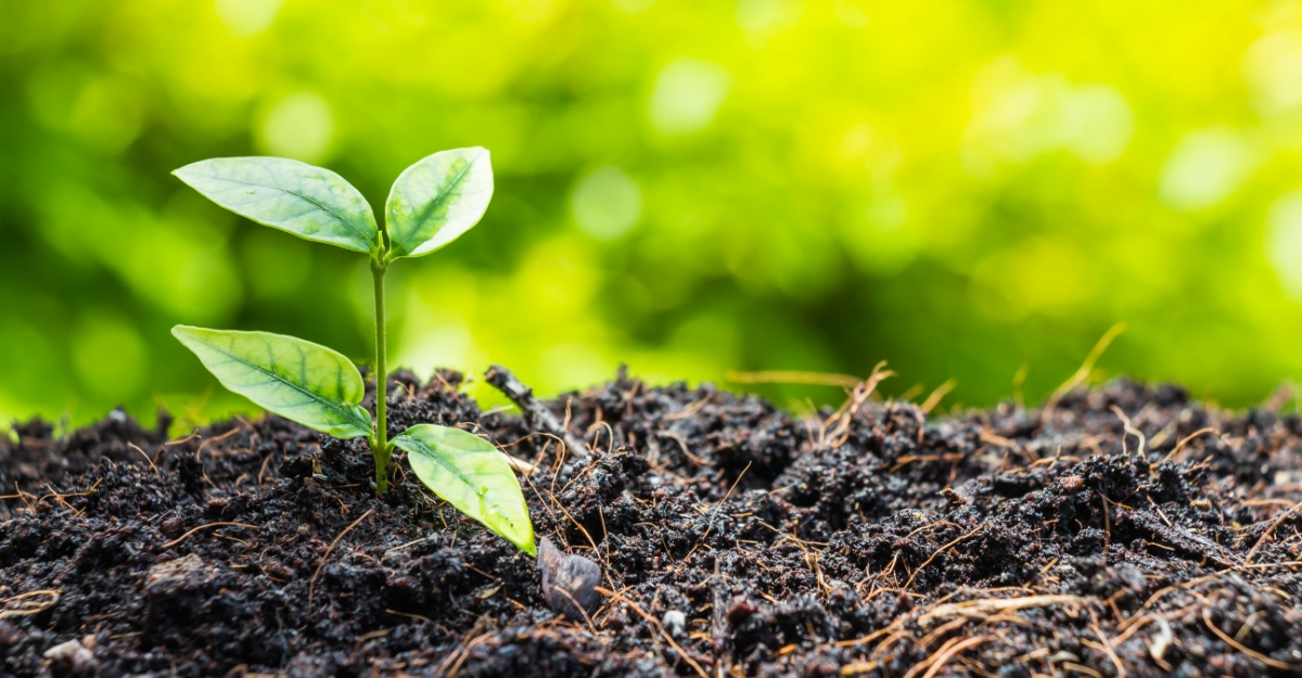 Organic Cultivation - Cultivator Phyto Lab